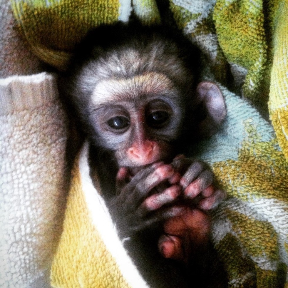 Sick Monkey Discovered For Sale On The Side Of The Road