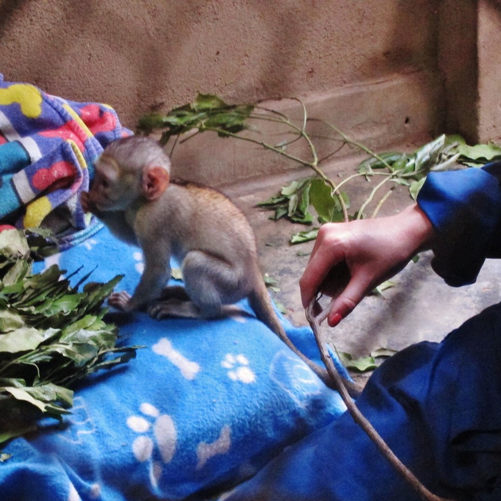 Sick Monkey Discovered For Sale On The Side Of The Road