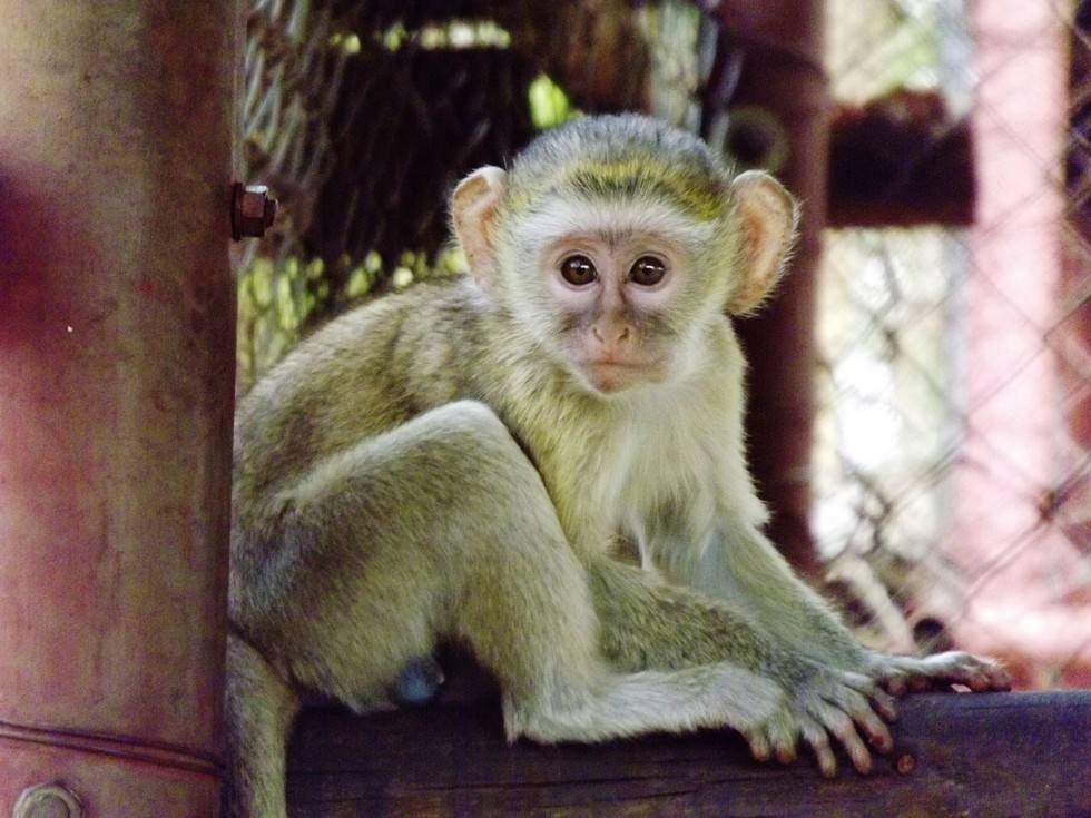 Sick Monkey Discovered For Sale On The Side Of The Road