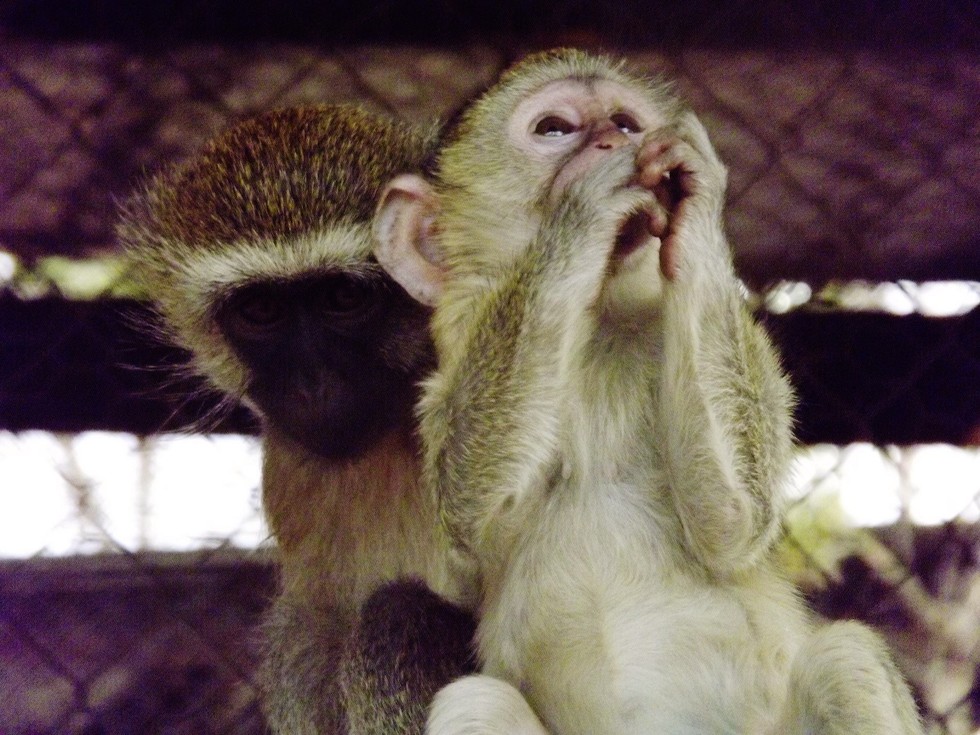 Sick Monkey Discovered For Sale On The Side Of The Road