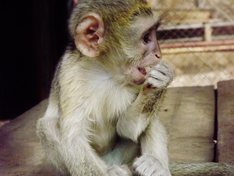 Sick Monkey Discovered For Sale On The Side Of The Road