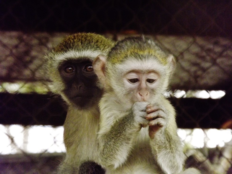 Sick Monkey Discovered For Sale On The Side Of The Road
