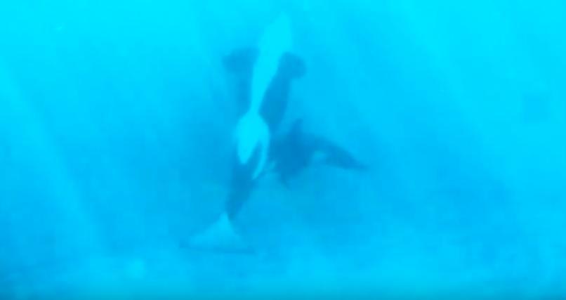 SeaWorld Gets Super Defensive Over 'Depressed' Mother Orca Footage