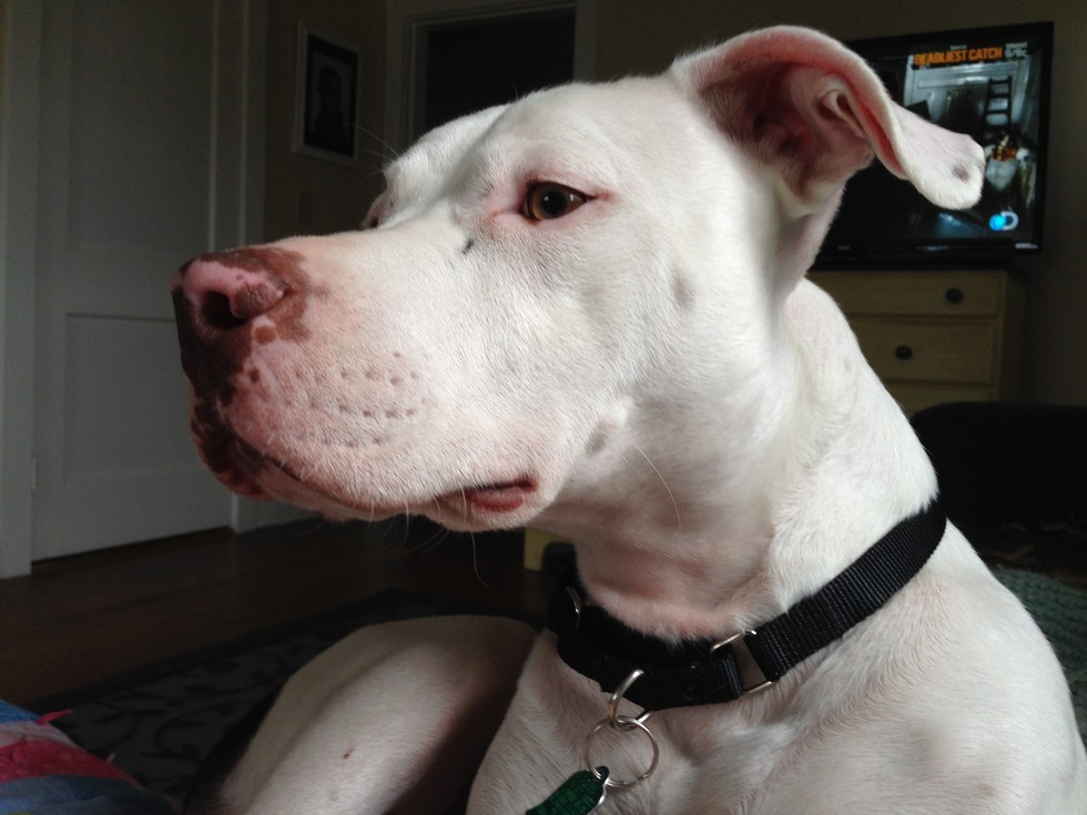 Gentle Pit Bull Only Has Weeks To Find A New Home