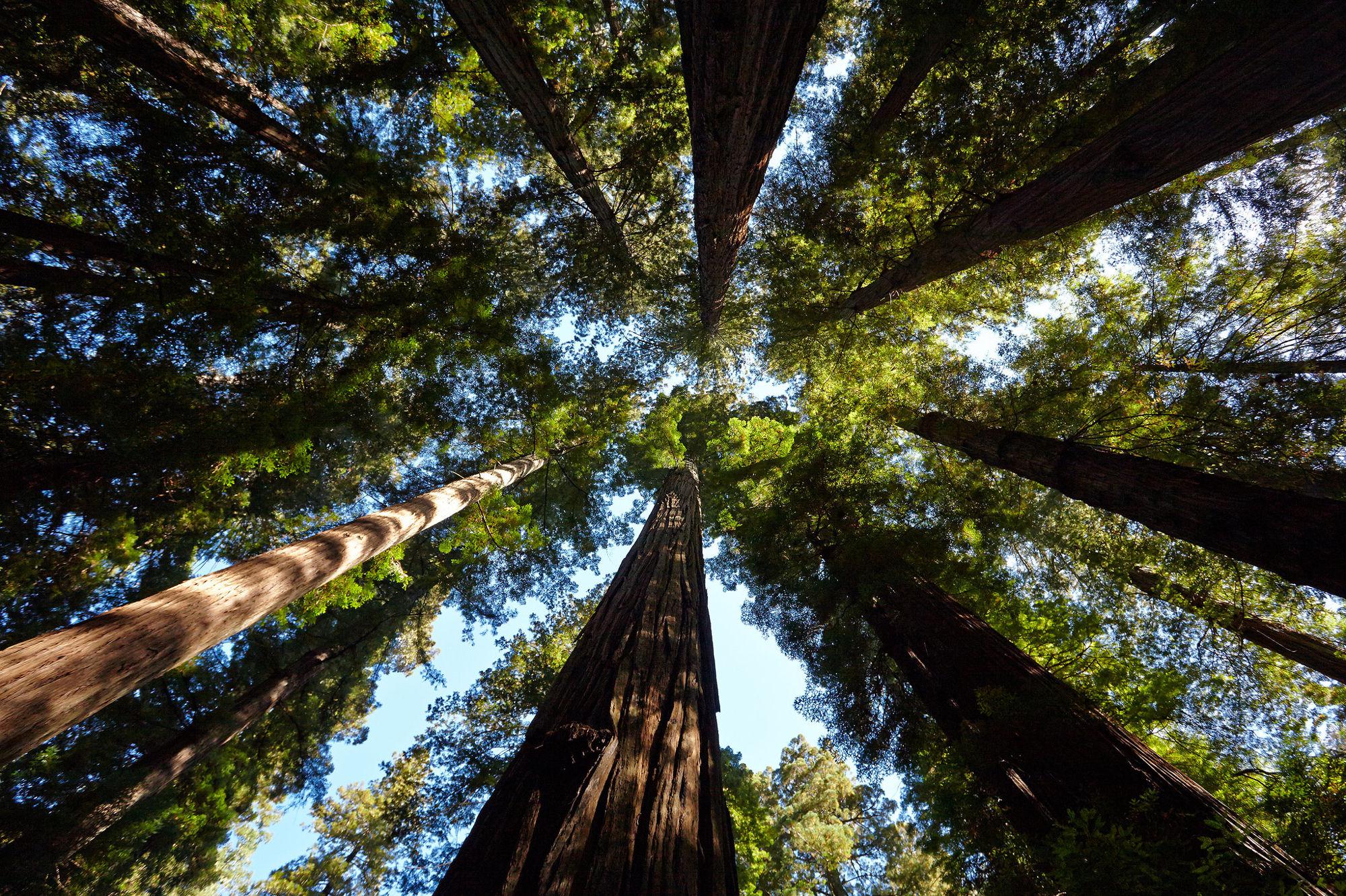 The push for standing forest protections in US climate policy - EHN