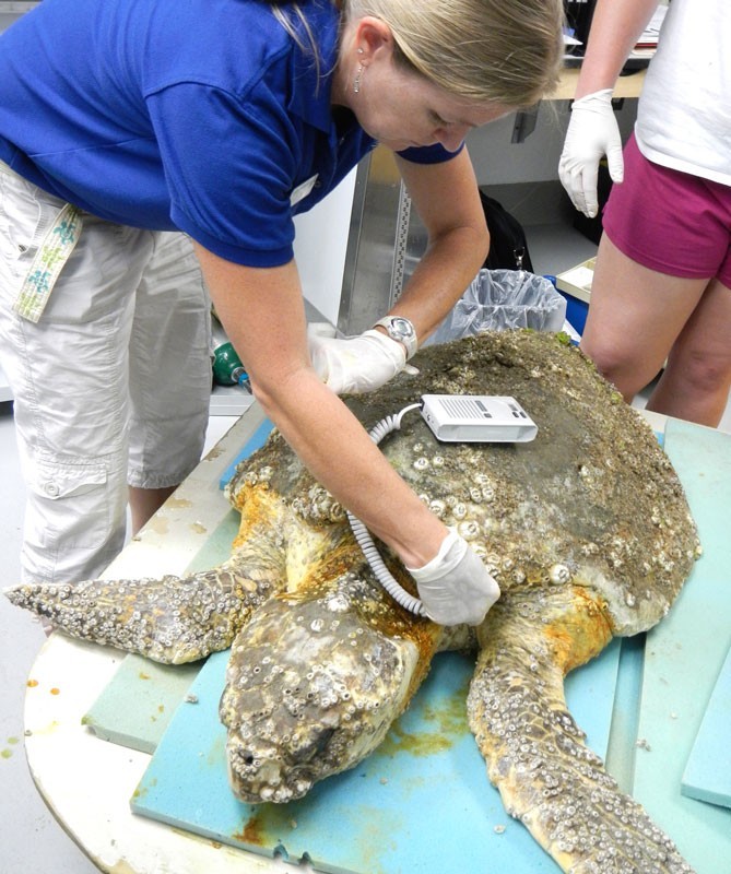 Life-Changing Surgery Allows Blind Turtle To See And Swim Free
