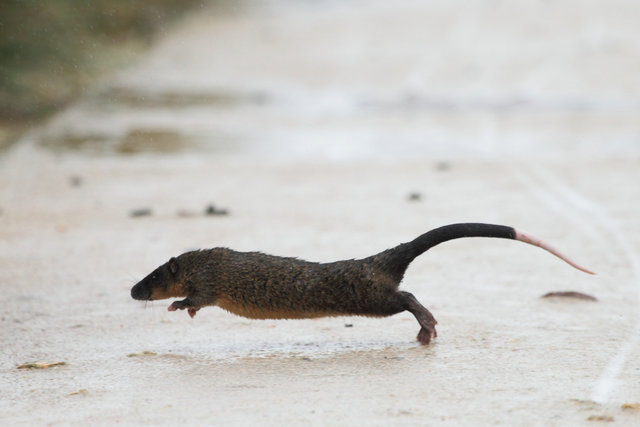 5 Reasons To Adore The Water Rat