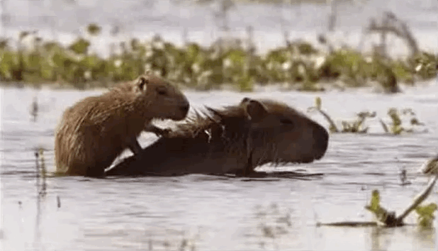 These 11 Amazing Capybaras Will Make You Want to Go Swimming Right Now