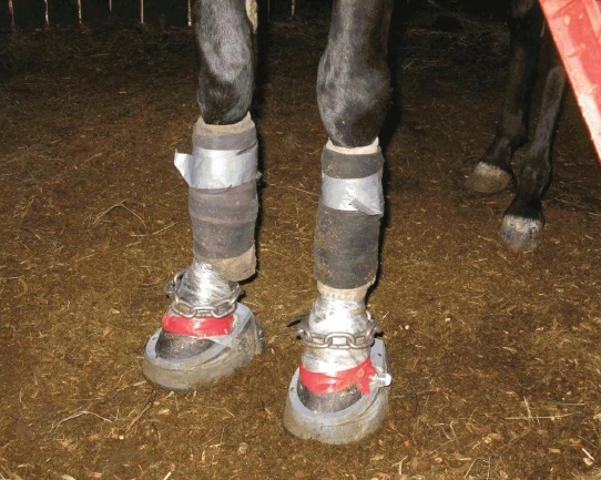 Horse Abuser Dodged Punishment, But We Can Help Animals Find Justice