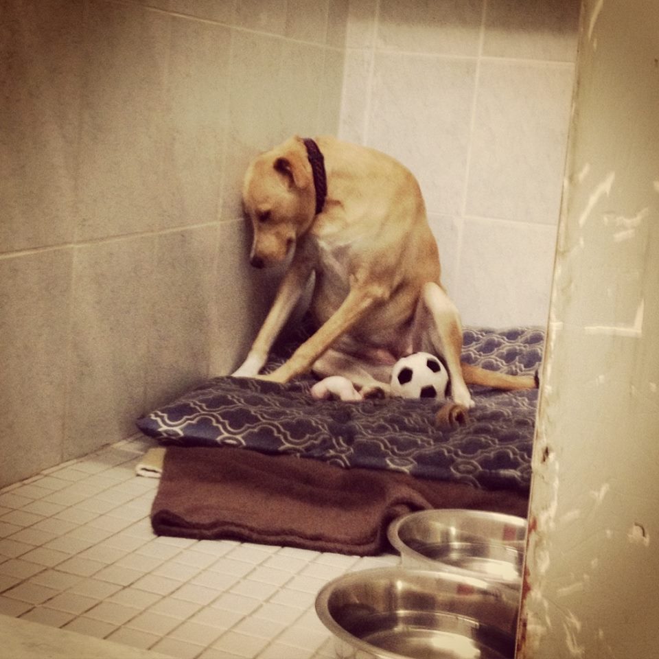 Dog Returned To Shelter Is Too Sad To Go On Walks