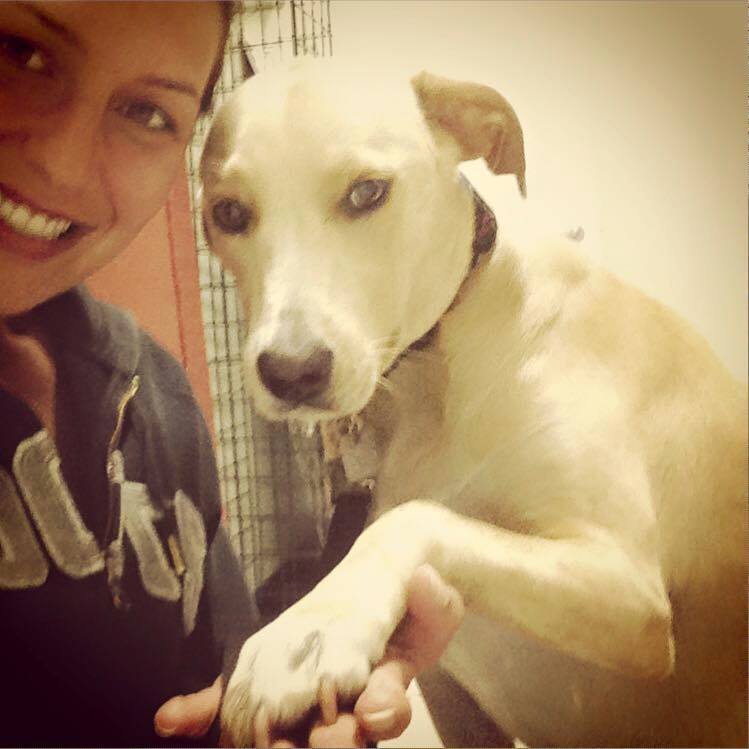 Dog Returned To Shelter Is Too Sad To Go On Walks