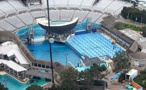 What Is SeaWorld Trying To Hide By Painting Their Orcas Black?