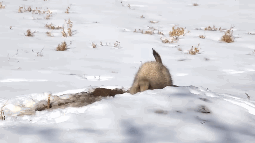 12 Prairie Dogs Talking To Their Friends By Screaming Into The Abyss