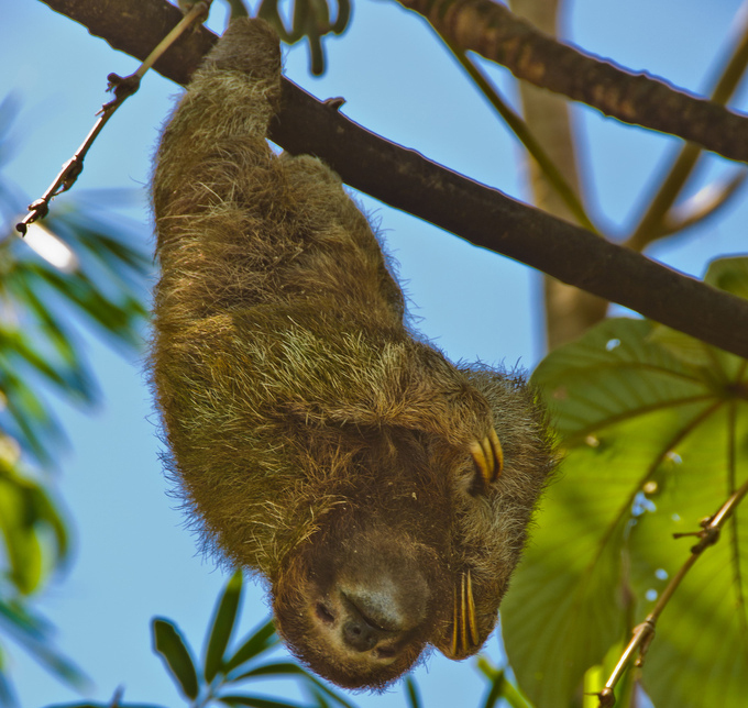 Sloths Can't Get Fat (And 5 Other Unusual Facts About Them)