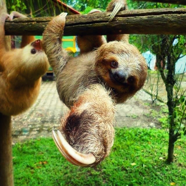 Sloths Can't Get Fat (And 5 Other Unusual Facts About Them)