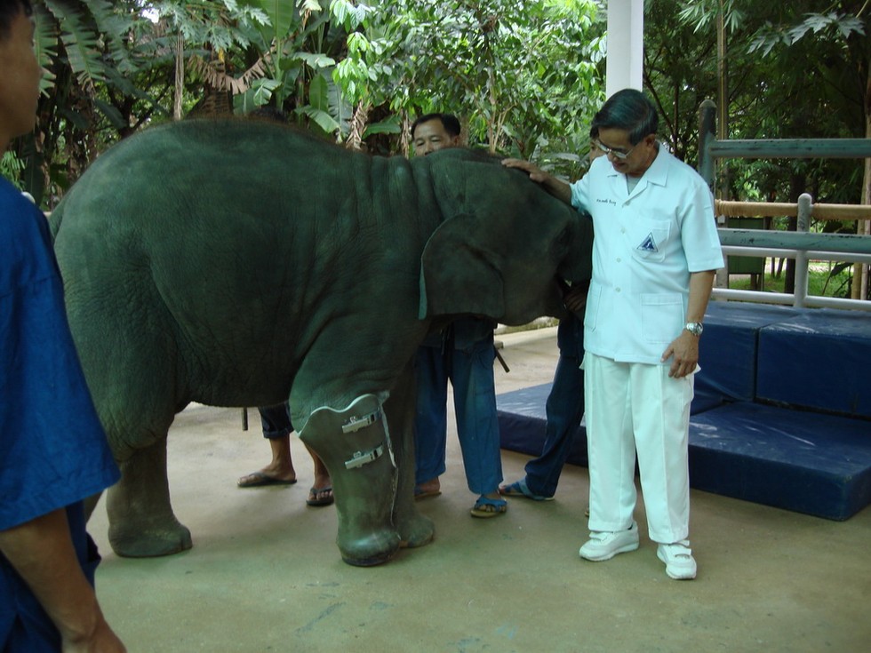 Everyone Came Together To Help These Disabled Elephants Walk Again