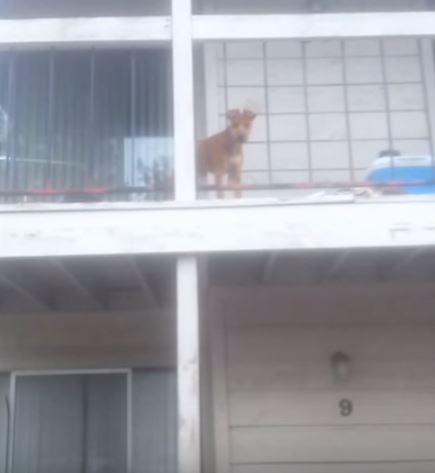 Woman Arrested For Sharing This Dog's Horrifying Story