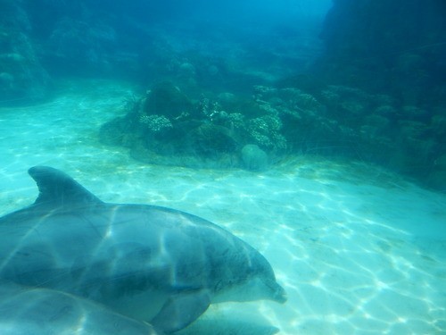 Stress-Induced Lesions Seen On SeaWorld's Captive Dolphins