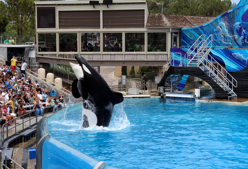 SeaWorld Ending Its Old Orca Show ... And Starting A New One