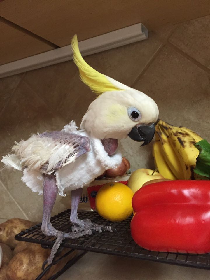 Anxious Bird Who Destroyed Her Feathers Warms Up In A New Sweater