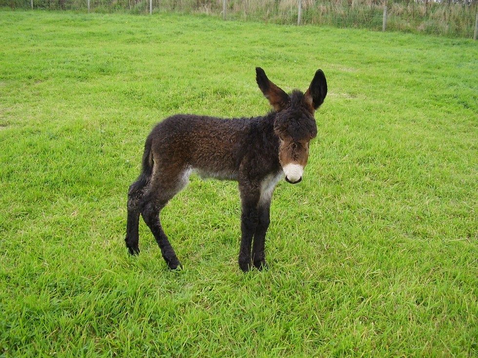 Fragile Little Donkey Now Running Around With Her Friends