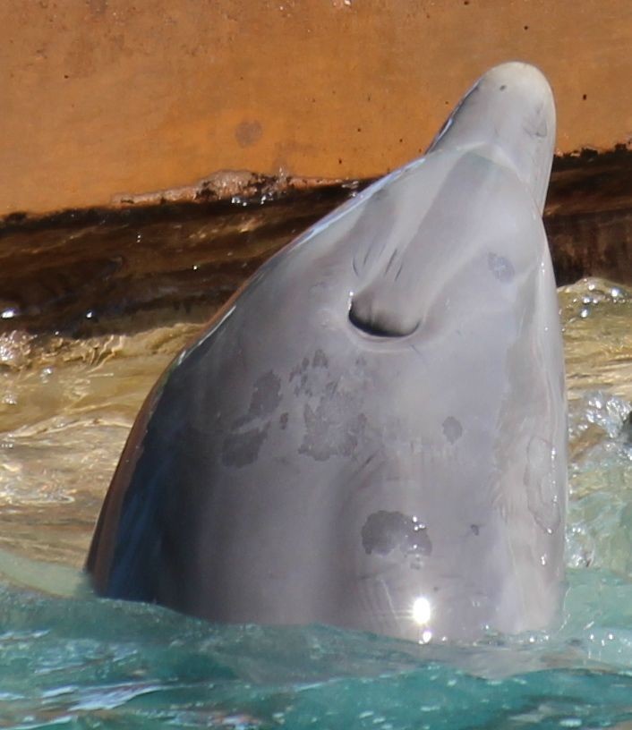 Dolphin Pox Infects SeaWorld Orlando's Dolphin Nursery And Dolphin Cove