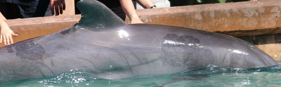 Dolphin Pox Infects SeaWorld Orlando's Dolphin Nursery And Dolphin Cove