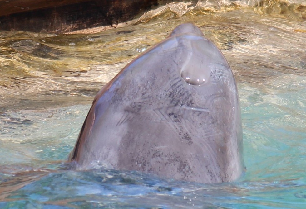 Dolphin Pox Infects SeaWorld Orlando's Dolphin Nursery And Dolphin Cove