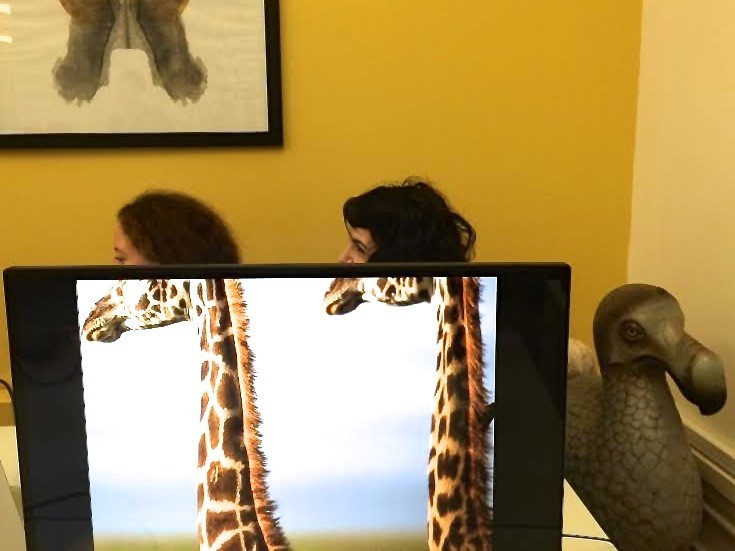 "Office Safari" Is The Best Internet Meme Since Doge