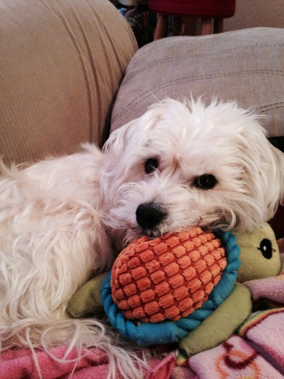 17 Pets Who Love Their Stuffed Animals