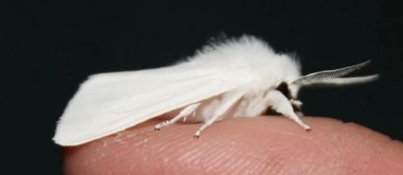 Real-Life Fairy Is Discovered Deep In The Jungle ... Then Disappears