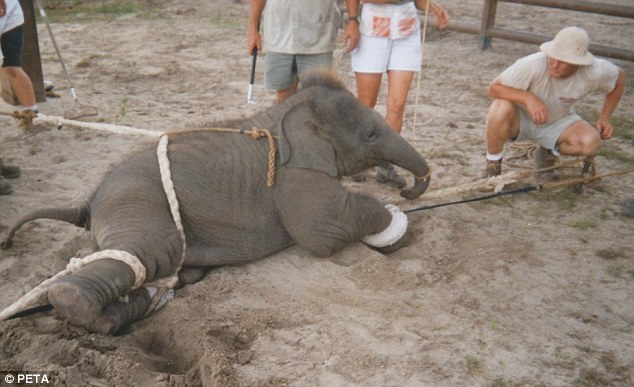 The Sadness Of Circus Elephants, In One Photo