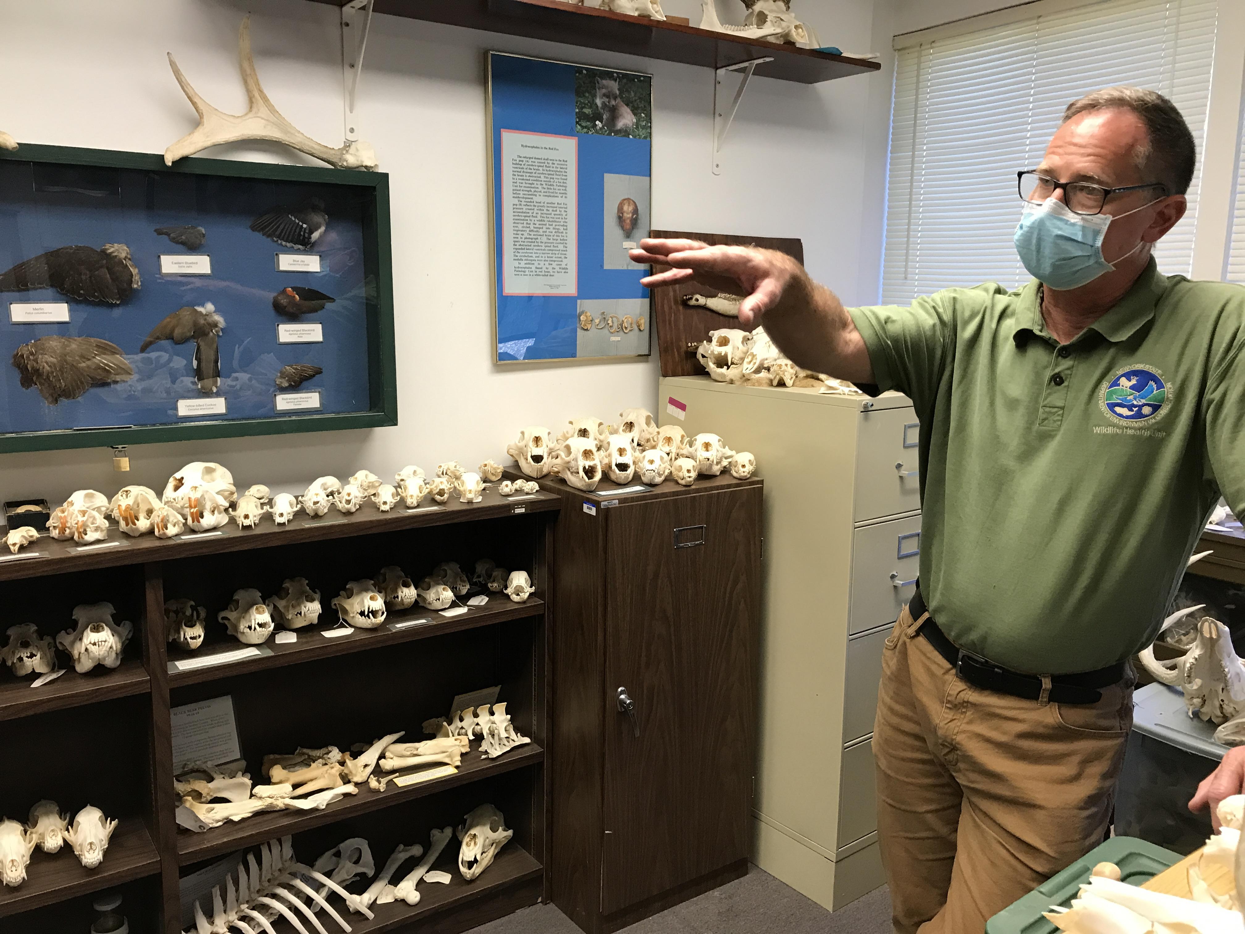 Inside an eagle autopsy: How wildlife biologists investigate lead ...