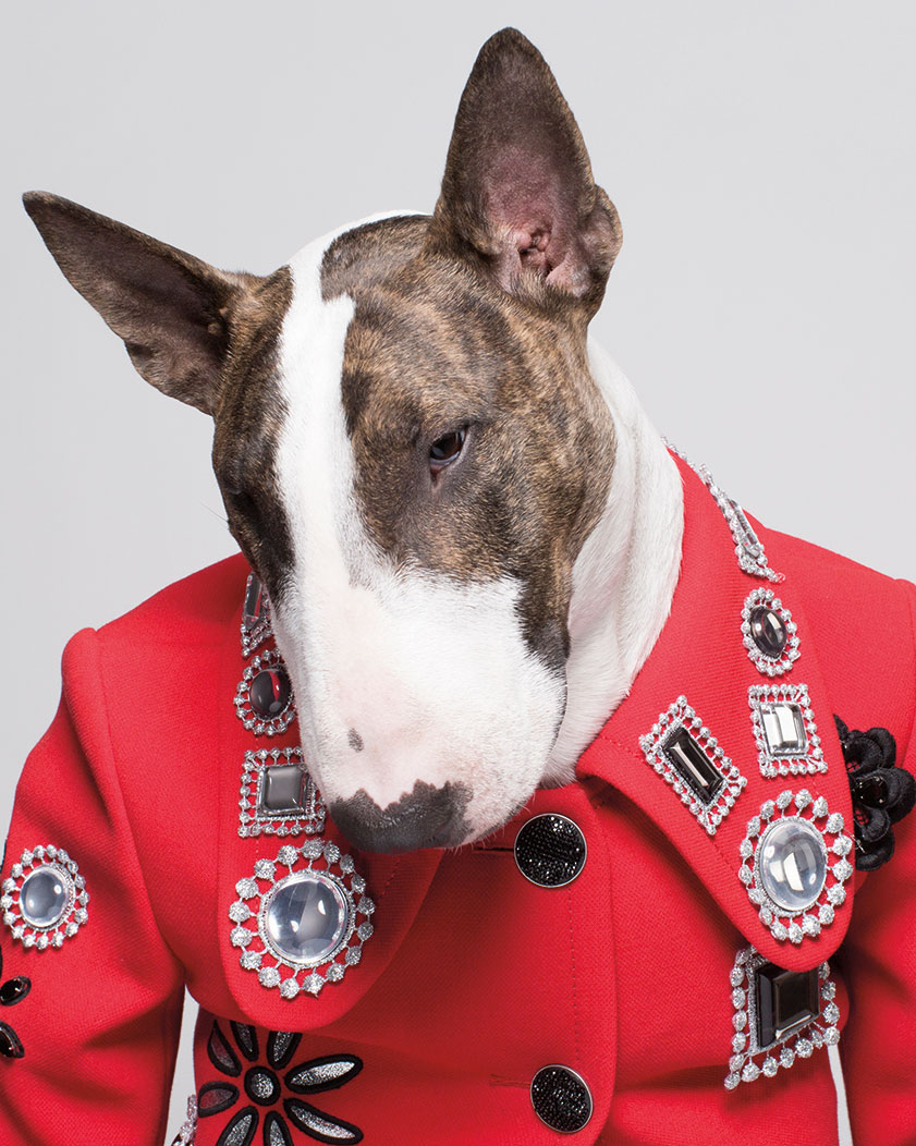 Marc Jacobs' Dog Neville Is You New Favorite Instagram Star - PAPER