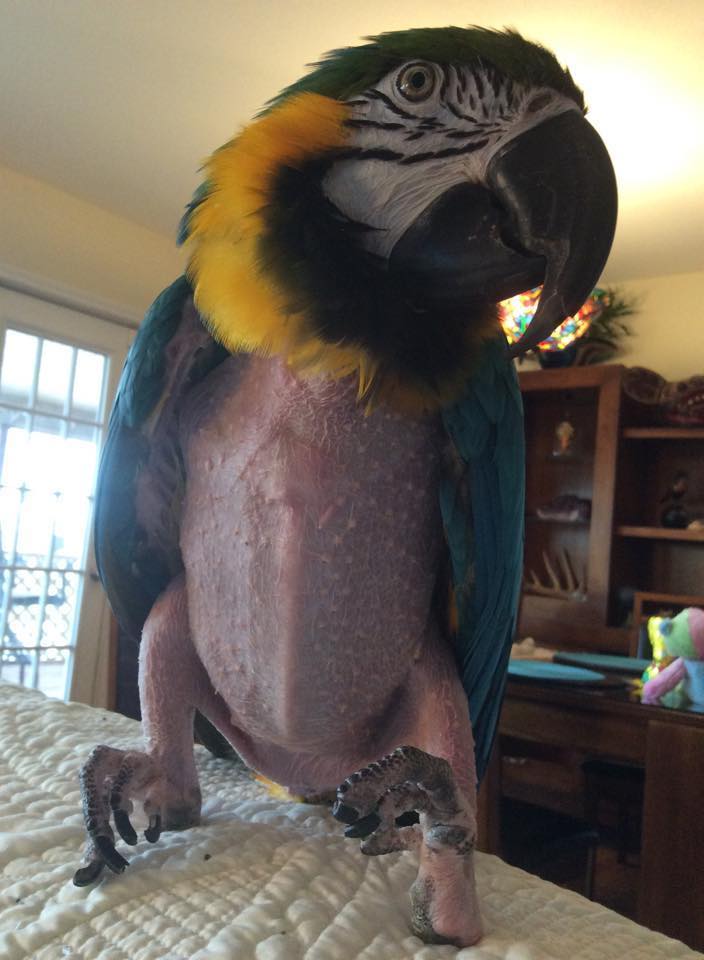 Disabled Bird Who Plucked Out Her Feathers Finds The Love She Needs