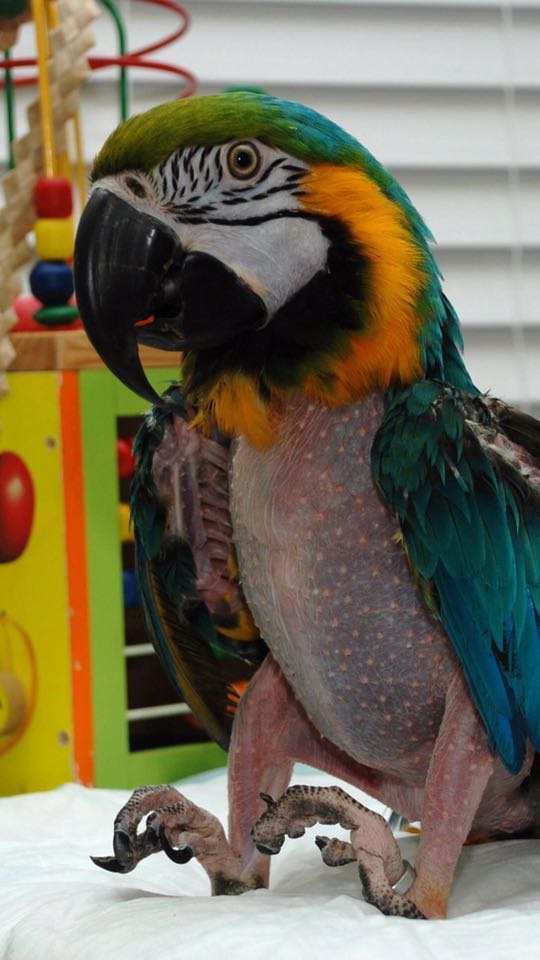 Disabled Bird Who Plucked Out Her Feathers Finds The Love She Needs