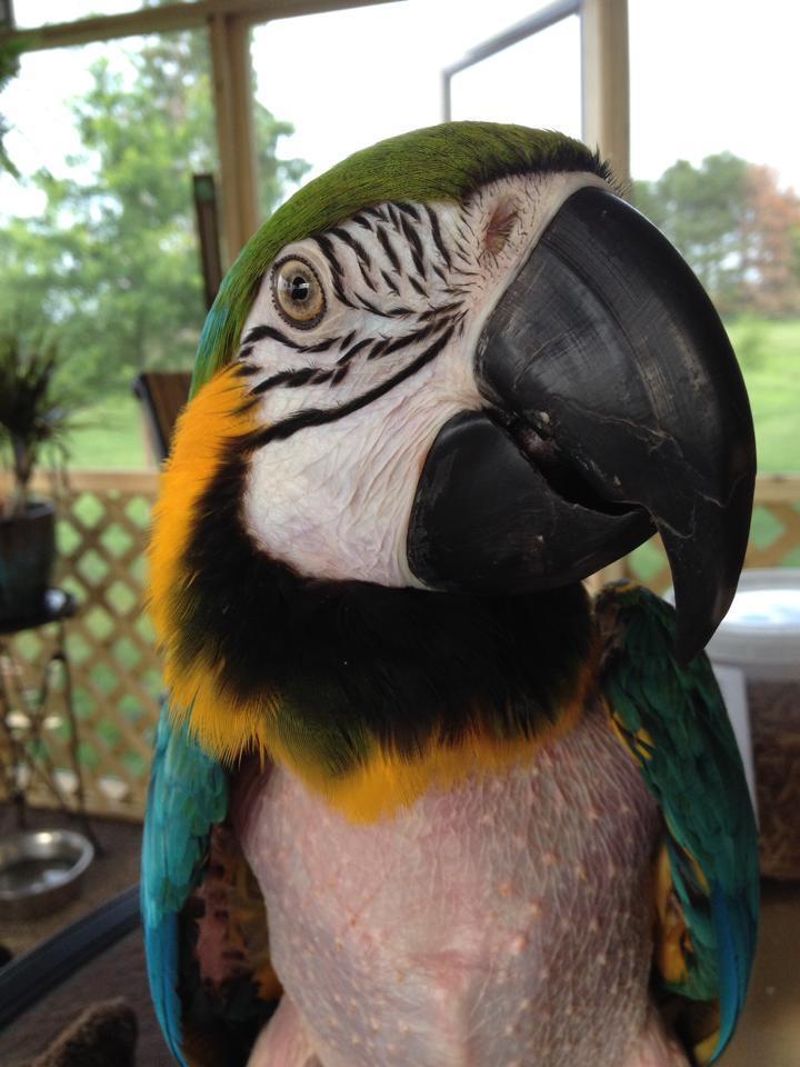 Disabled Bird Who Plucked Out Her Feathers Finds The Love She Needs