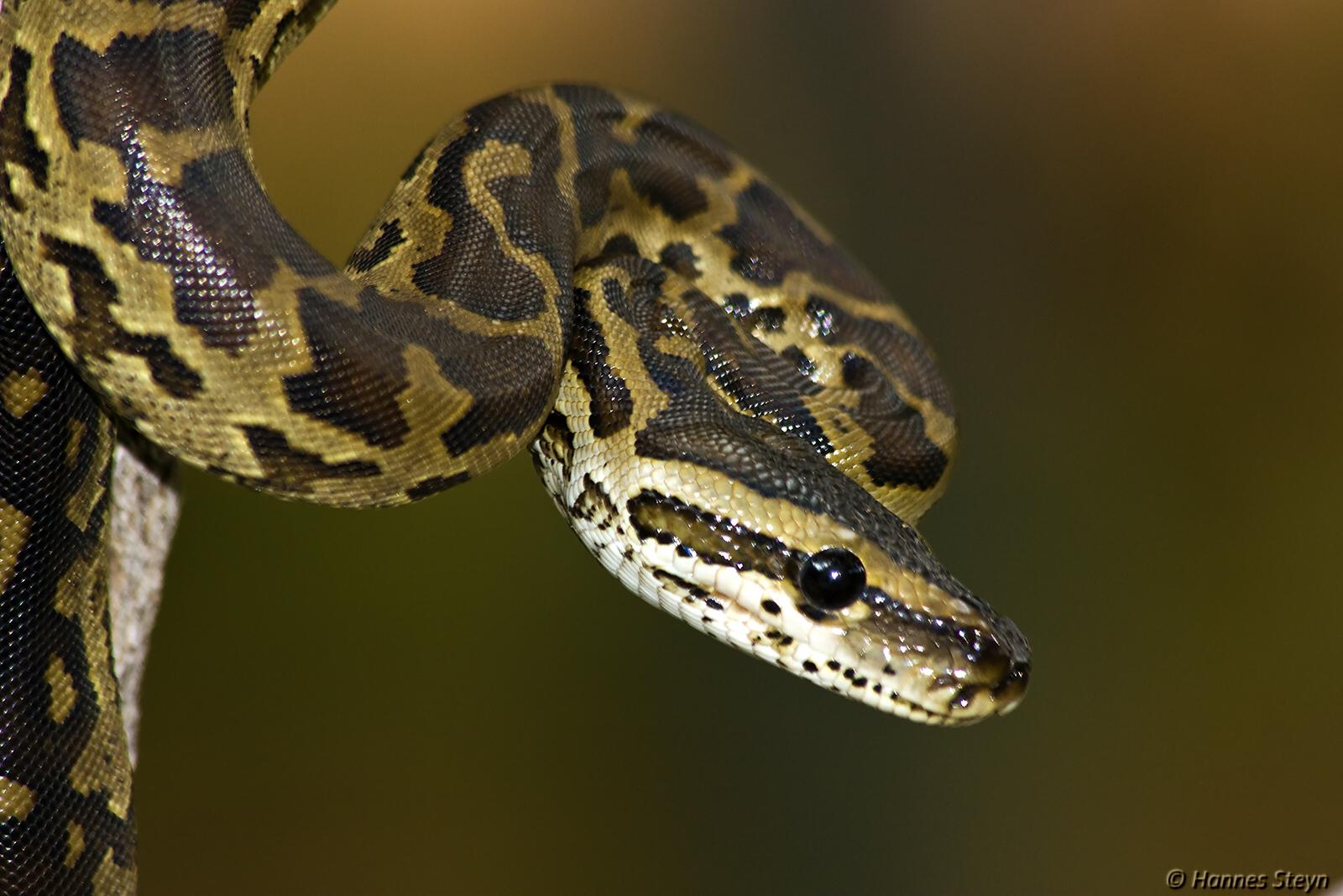American Invasive Species Hall of Fame, part 2 - EHN