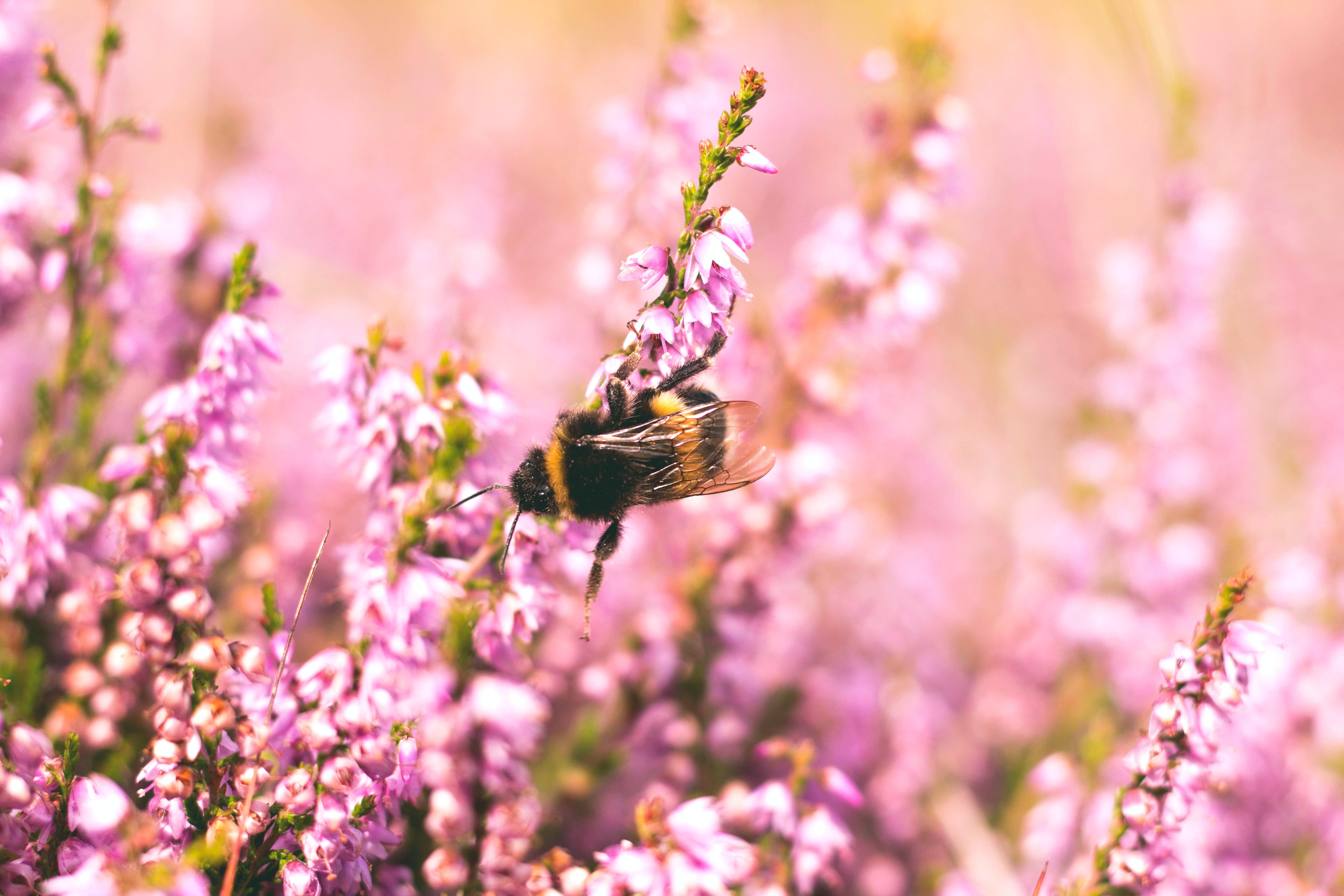 Glyphosate may be harming bumblebee hives - EHN