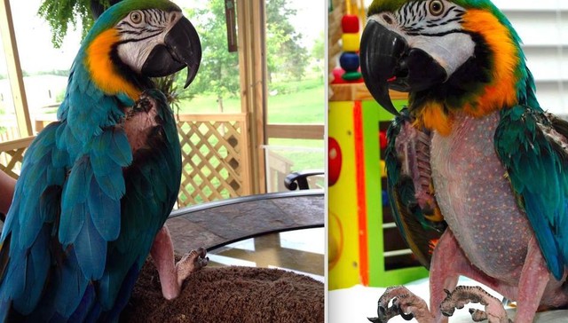 Disabled Bird Who Plucked Out Her Feathers Finds The Love She Needs