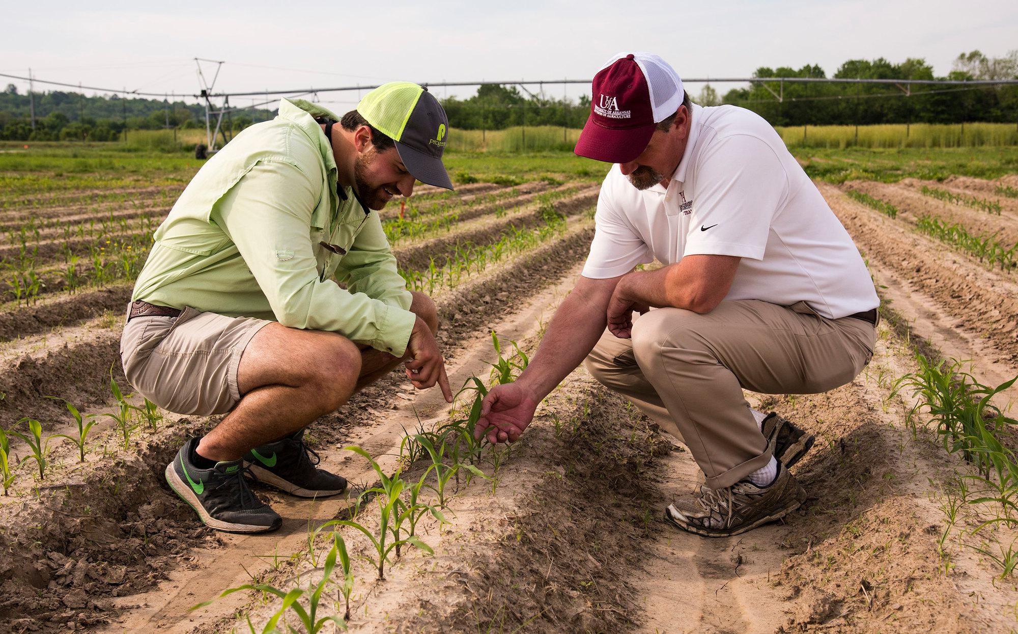 Op-Ed: Countries all over the world are banning atrazine. The US just ...