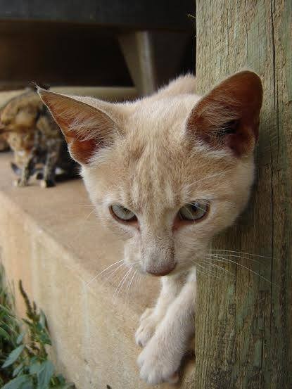 Venus Has A Lookalike Sister! New Pics Of the Two-Faced Cat As A Kitten ...