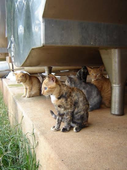 Venus Has A Lookalike Sister! New Pics Of the Two-Faced Cat As A Kitten ...