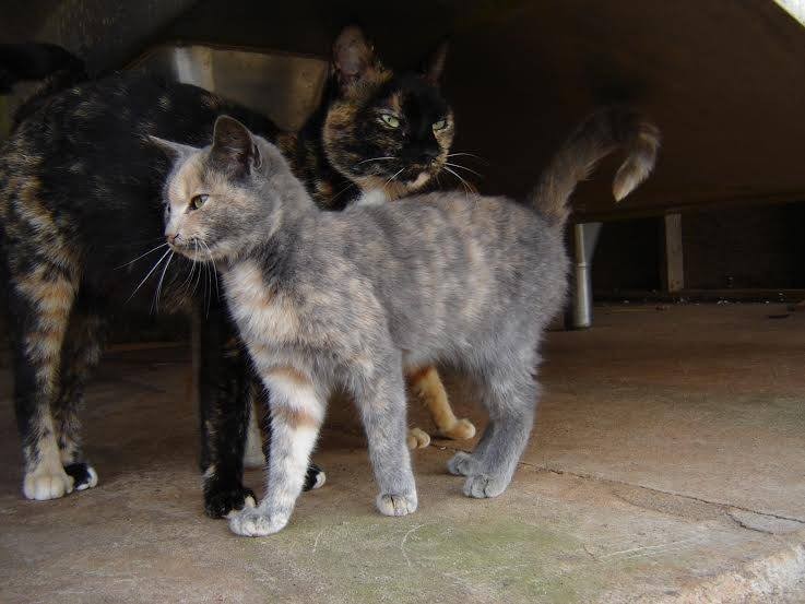 Venus Has A Lookalike Sister! New Pics Of the Two-Faced Cat As A Kitten ...