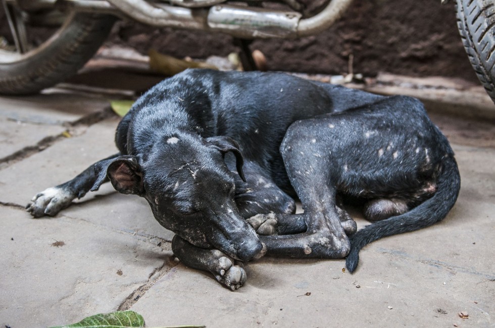 Why Are There So Many Street Dogs in India?