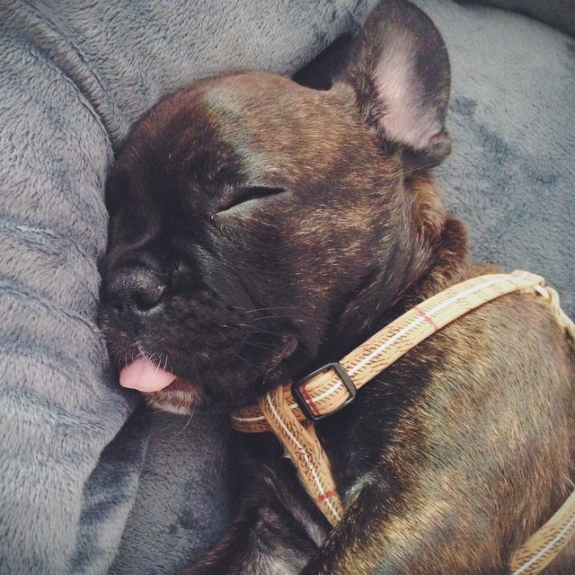 This Collection Of Puppy Yawns Proves Falling Asleep Is The Cutest Time ...