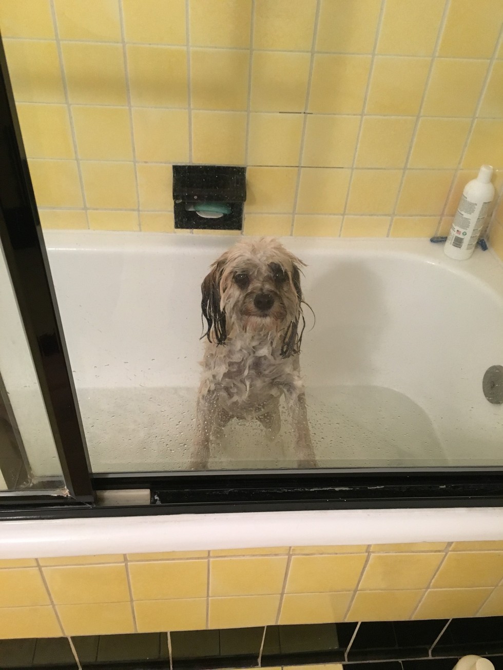 How To Stop The Stink If Your Dog Gets Sprayed By A Skunk