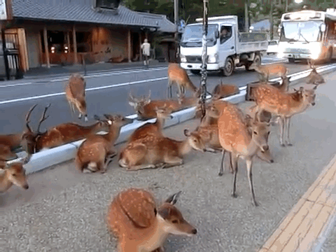 Thousands Of Wild Deer Rule The Streets Of Japanese City