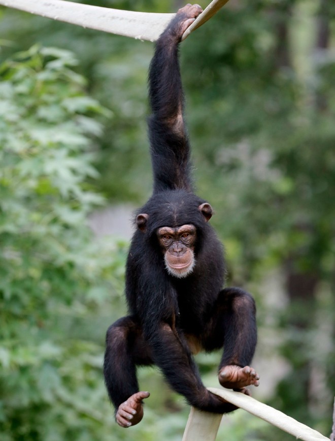 Photos: Chimps Embrace Freedom For The First Time After A Life Behind Bars