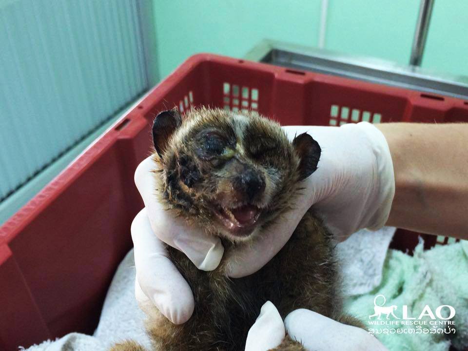Slow Loris Was Going To Be Killed For Biting Man Who Captured Her